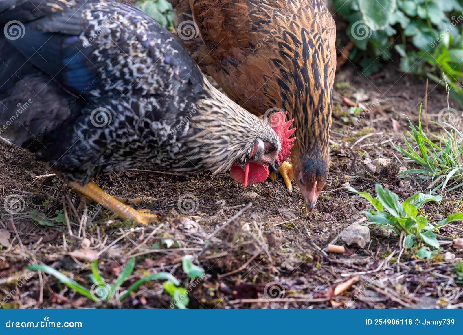 Free Range Chickens on a German Farm in the Summer Stock Photo - Image ... Free Range Chickens on a German Farm in the Summer Stock Photo - Image ...
