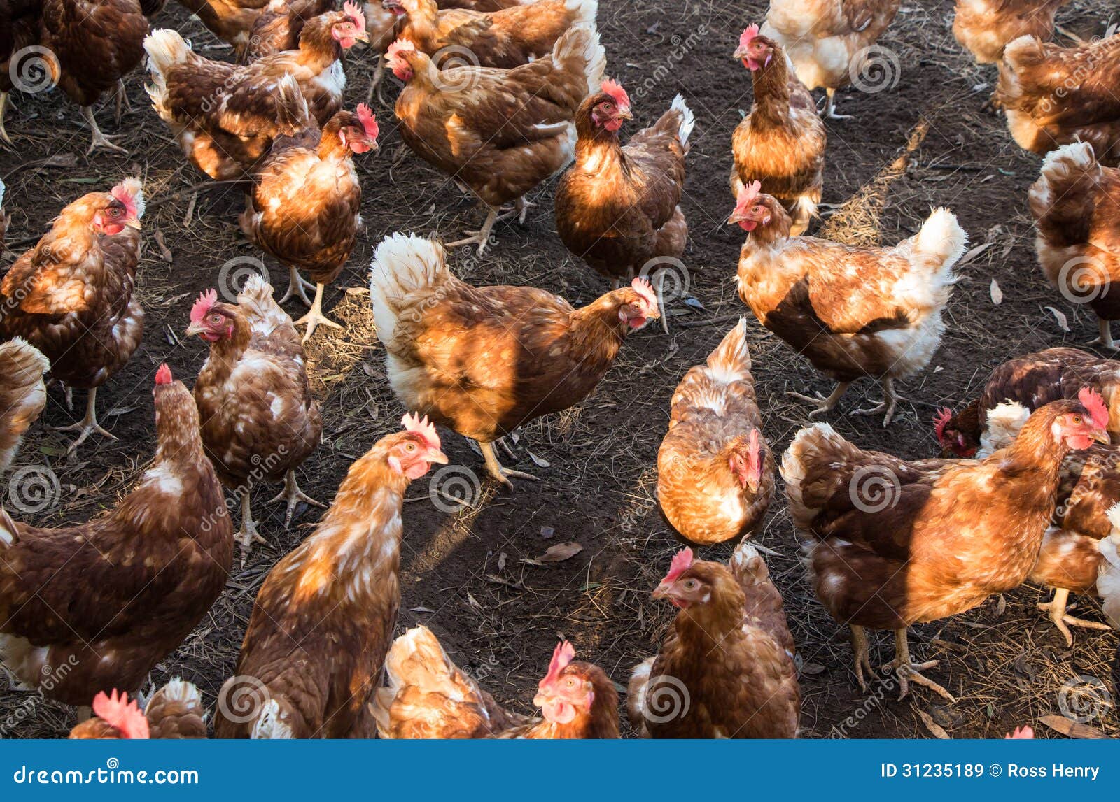 Free Range Chickens stock image. Image of bird, freedom - 31235189