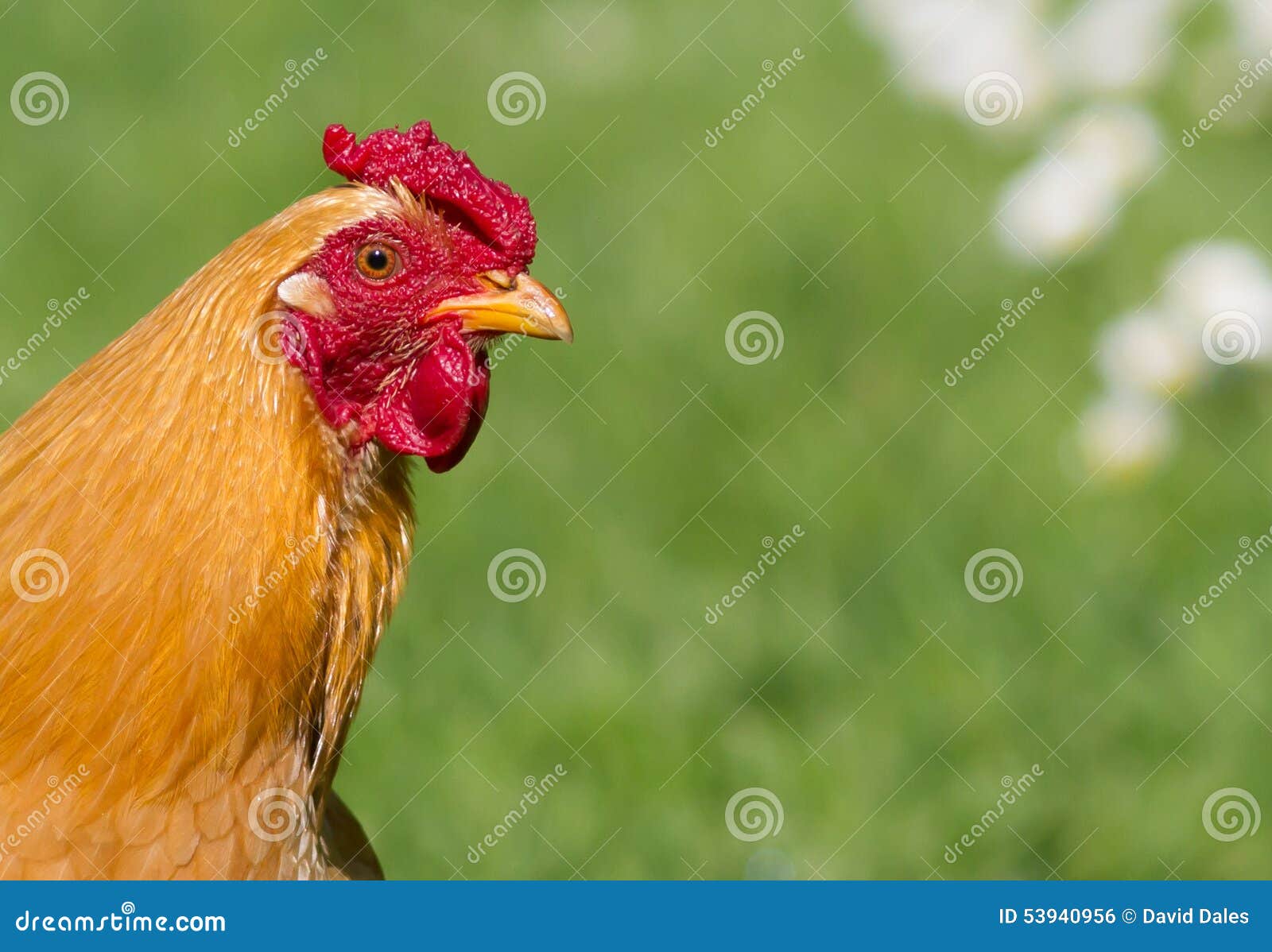 Free range hen stock photo. Image of comb, feathered - 53940956