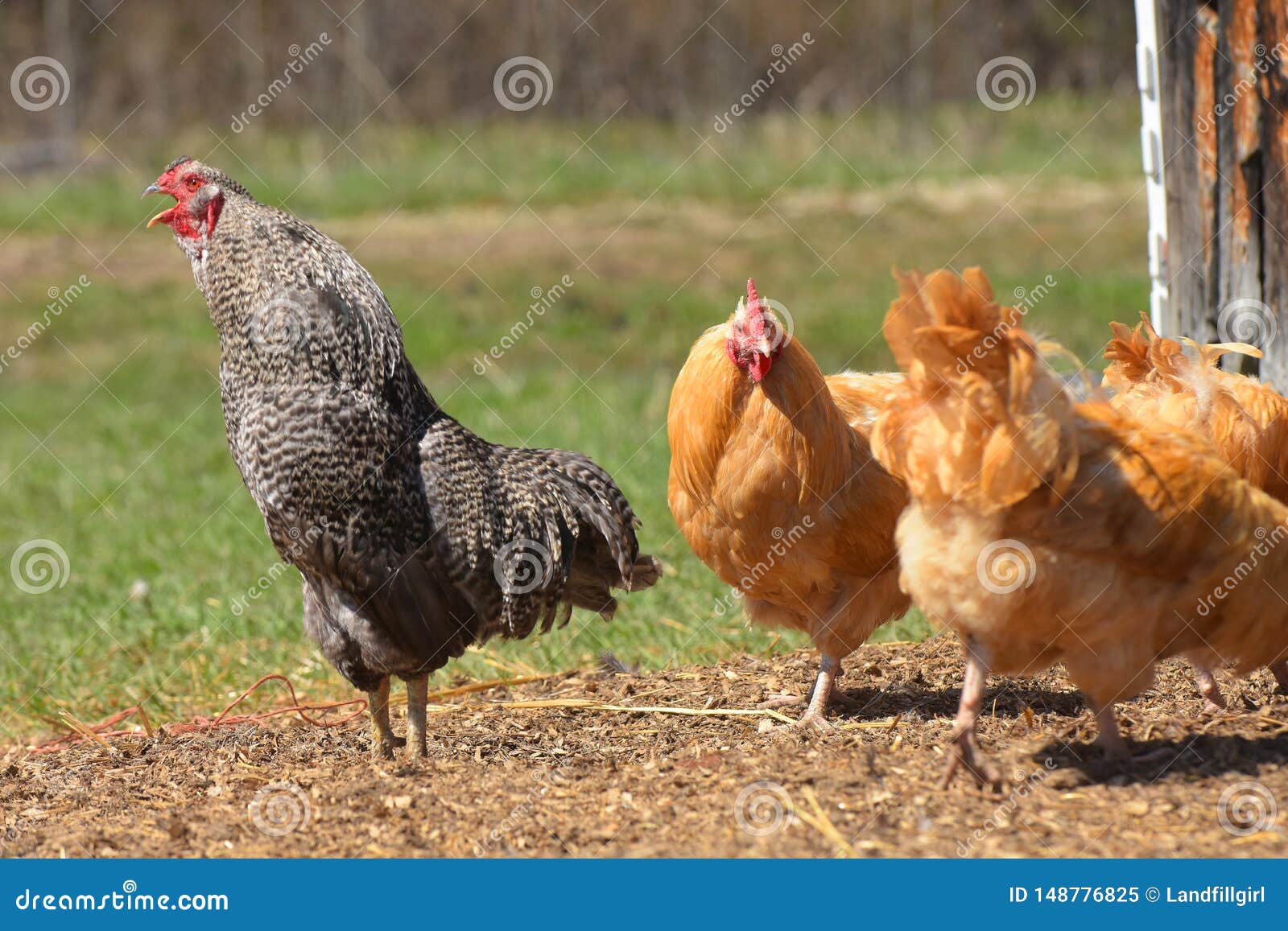 Free Range Chickens stock image. Image of open, farm - 148776825