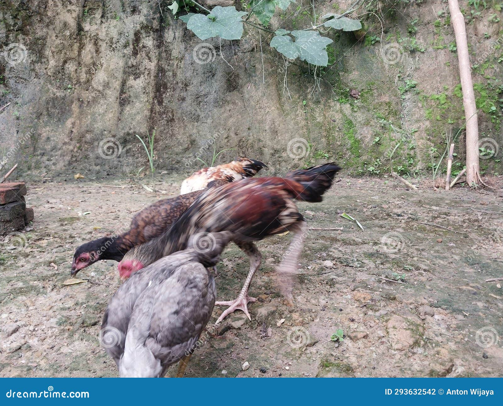 Free-range Chickens or Local Chickens that are Raised at Home in the ...