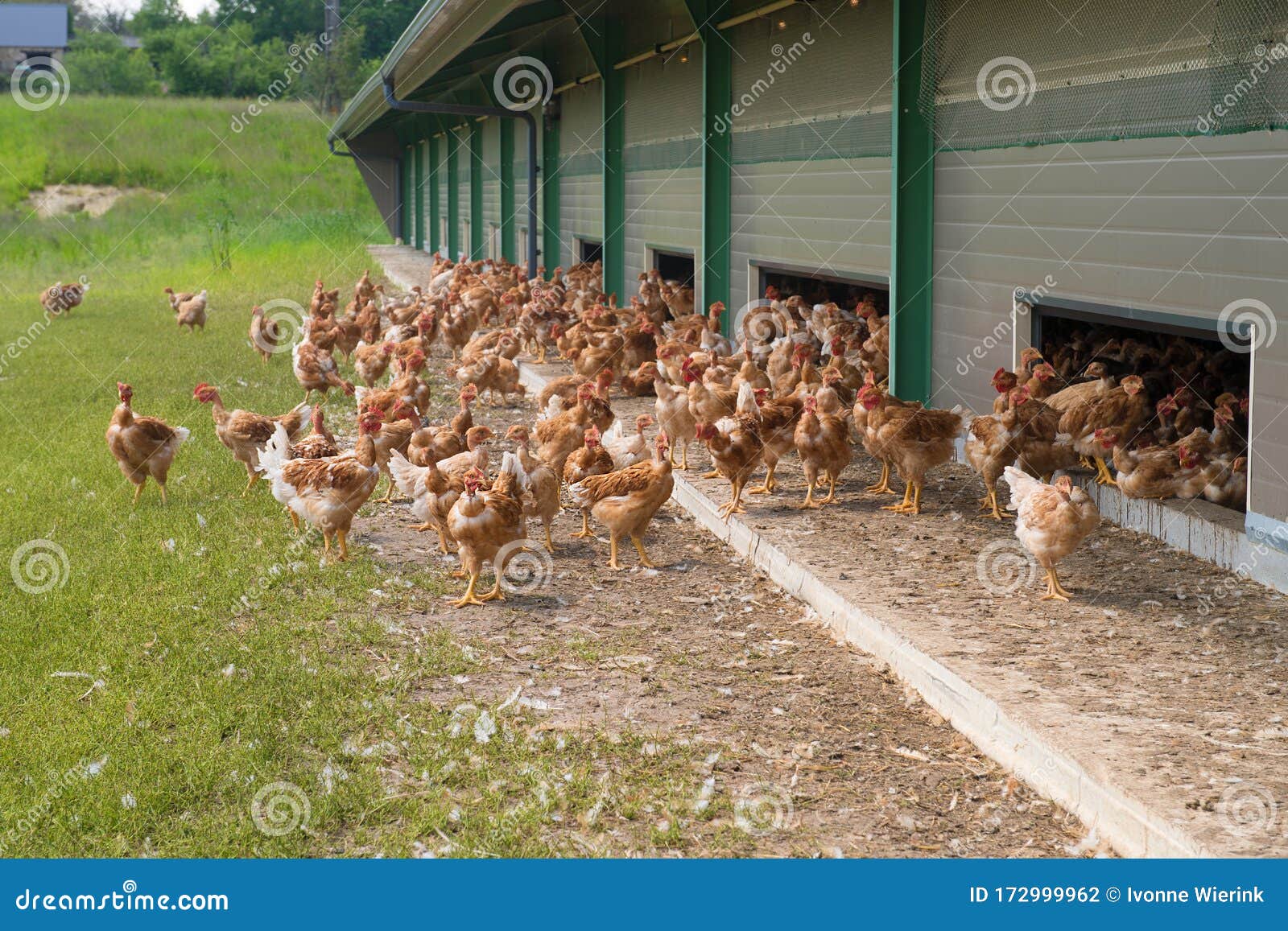 Free range chickens stock photo. Image of poultry, field - 172999962