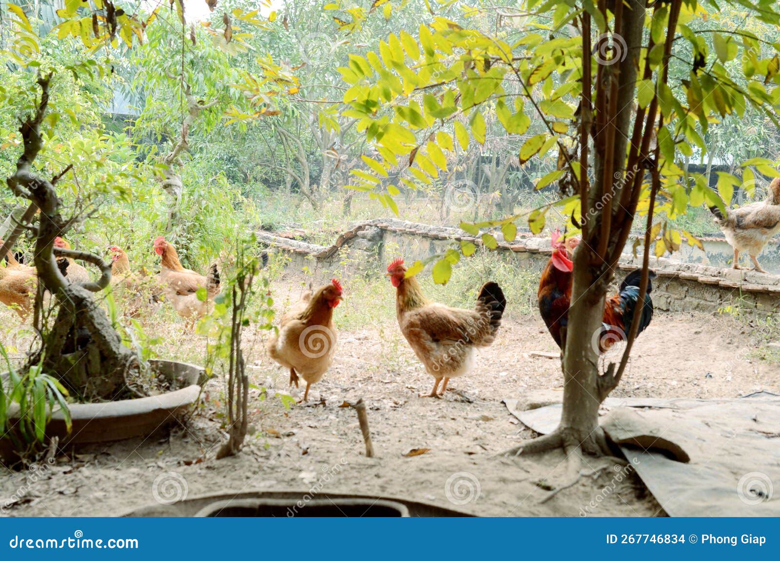 Chickens stock photo. Image of farm, small, green, environment - 267746834