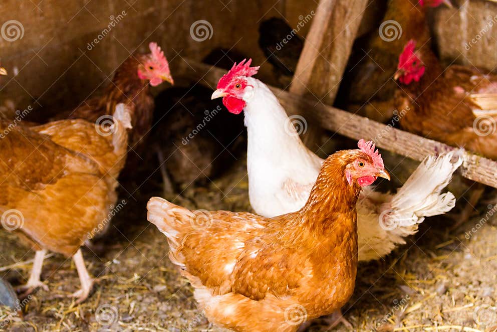 Free range chickens stock photo. Image of nature, beak - 287469590