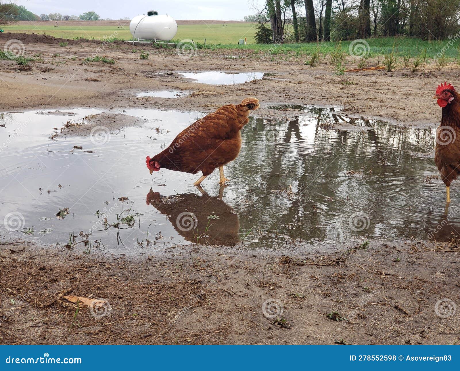 Free Range Chickens Walking Around a Puddle of Water in the Yard. Stock ...