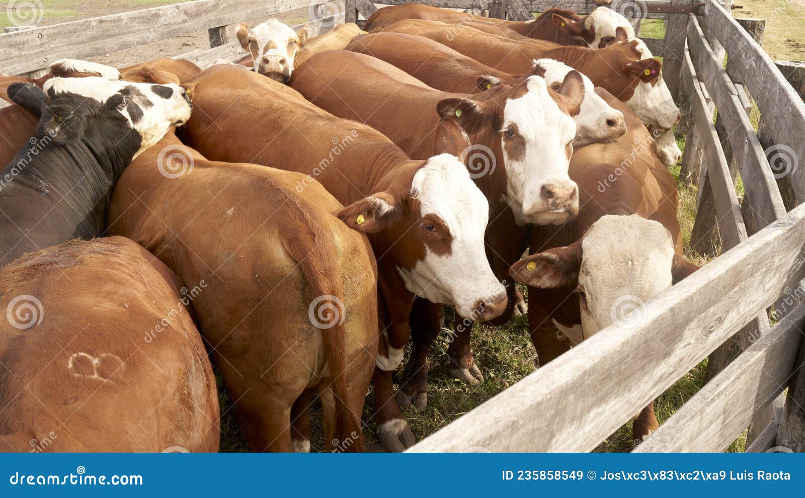 Free range cows stock image. Image of green, agricultural - 235858549