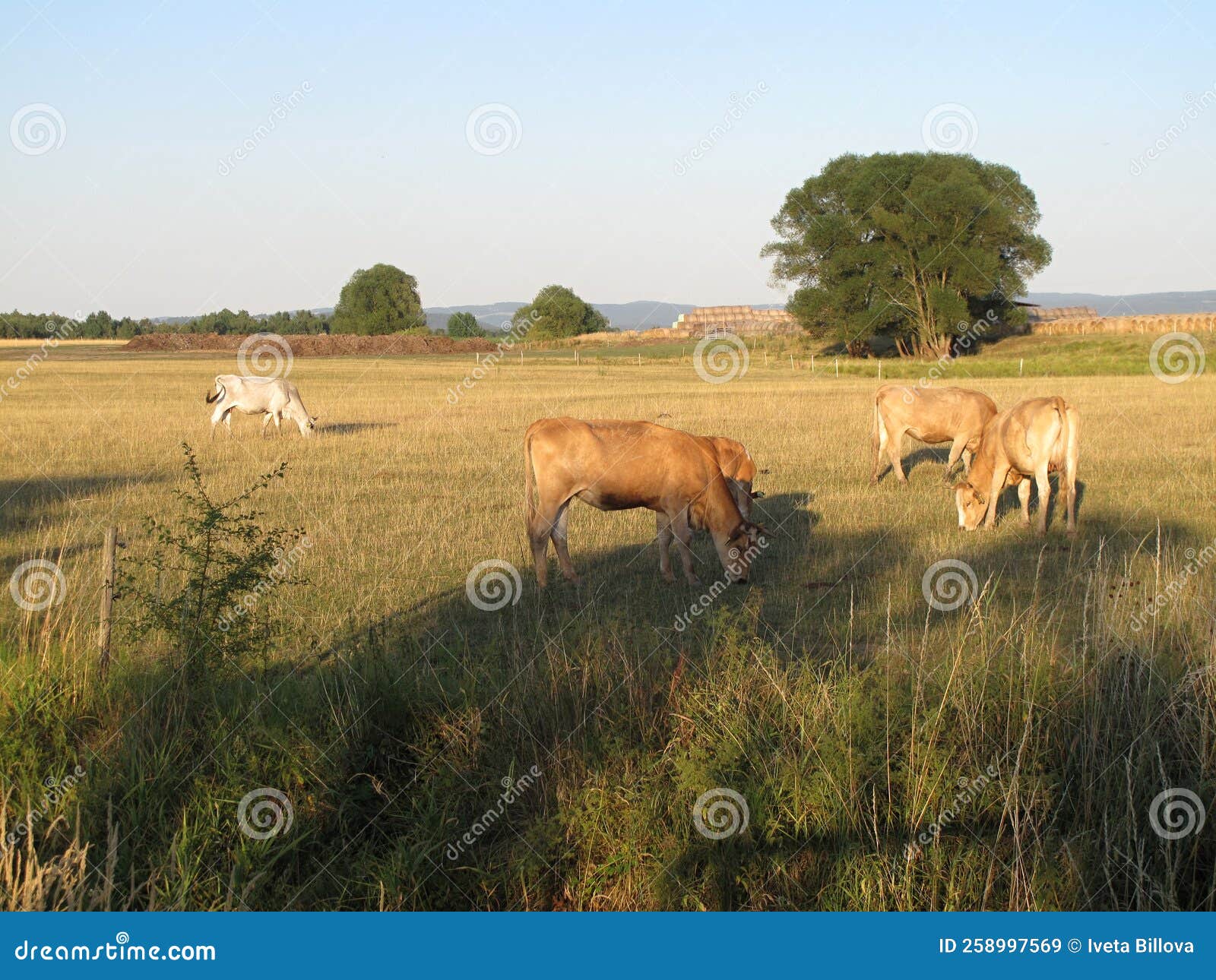 Breeding Cows Grazing on the Meadow Stock Image - Image of view, animal ...