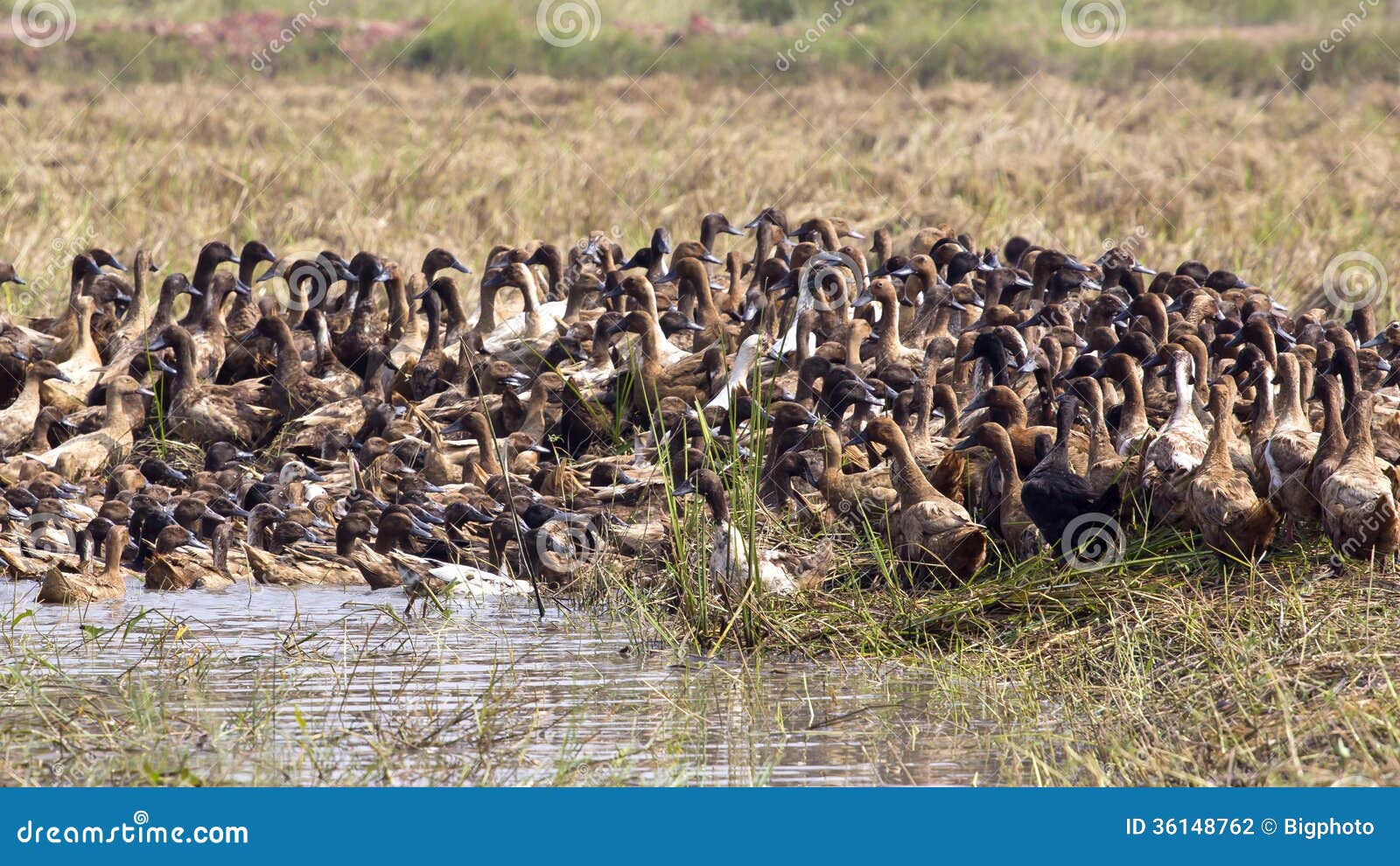 A free range duck farm stock photo. Image of group, food - 36148762