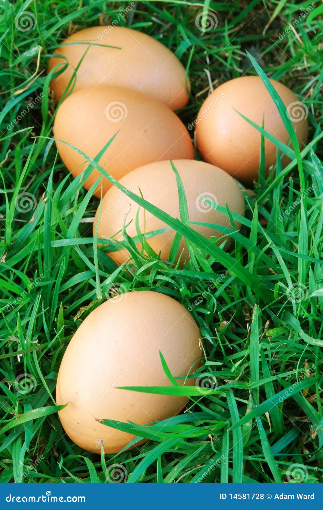 Free range eggs stock photo. Image of grass, brown, group - 14581728