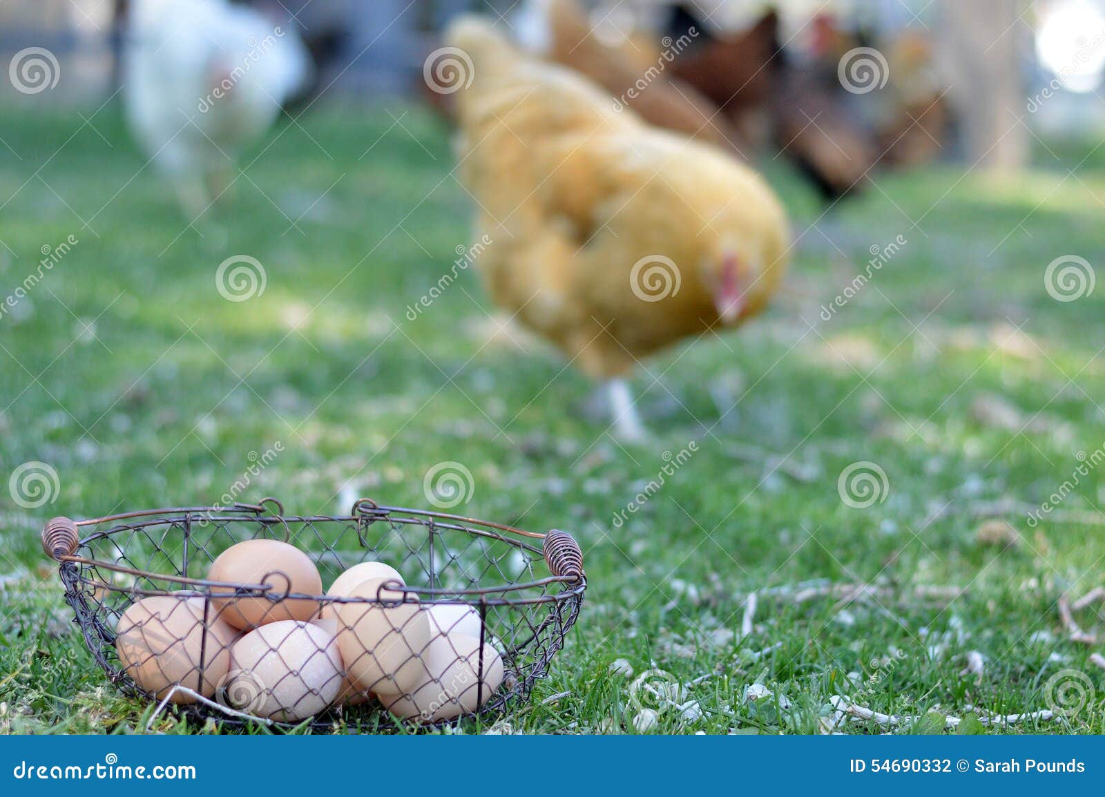 Free Range Eggs from Small Farm Stock Photo - Image of grazing, eggs ...