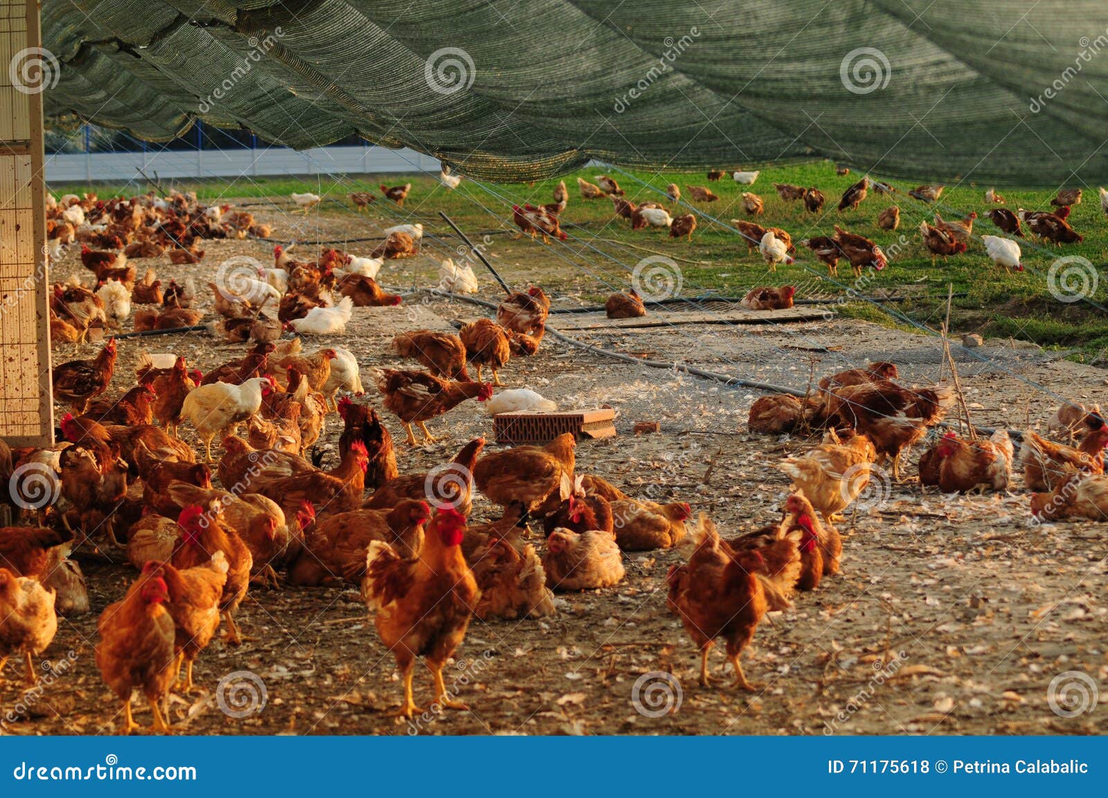 Free range farm stock photo. Image of range, industry - 71175618