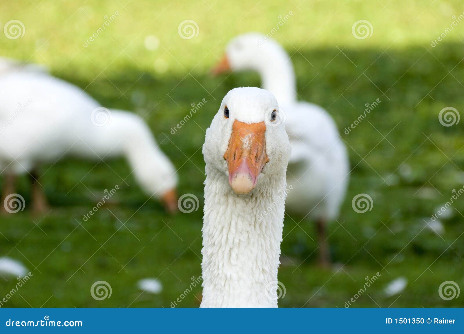 Free range geese stock photo. Image of goose, anserine - 1501350