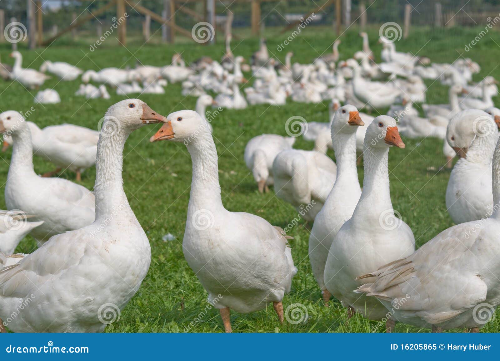 Free range geese stock image. Image of white, meadow - 16205865