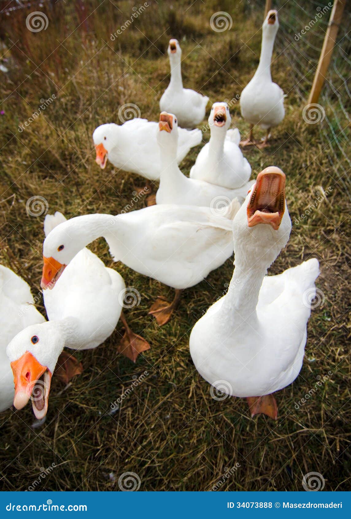 Free range geese stock photo. Image of farming, domestic - 34073888