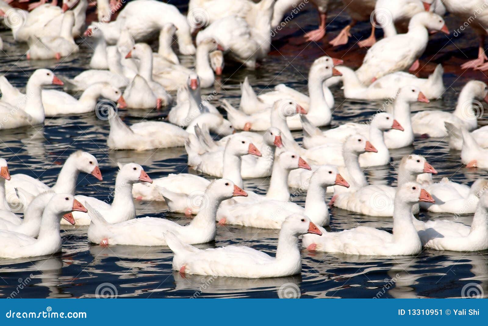 Free Range Geese Farm stock image. Image of water, birds - 13310951