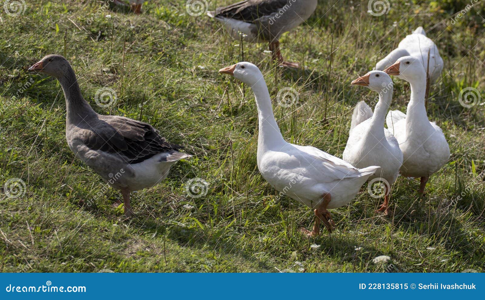 Free-range geese stock image. Image of fowl, farm, farming - 228135815