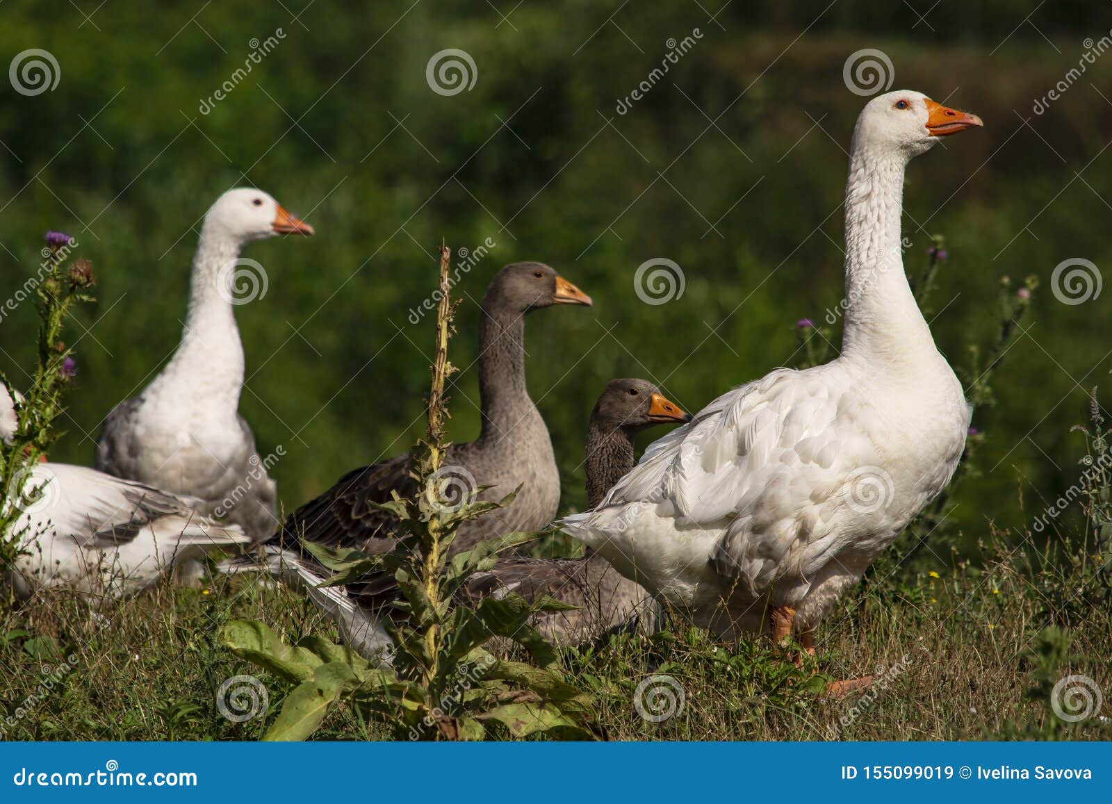 Free-range Geese in an Open Field Stock Image - Image of breeding ...