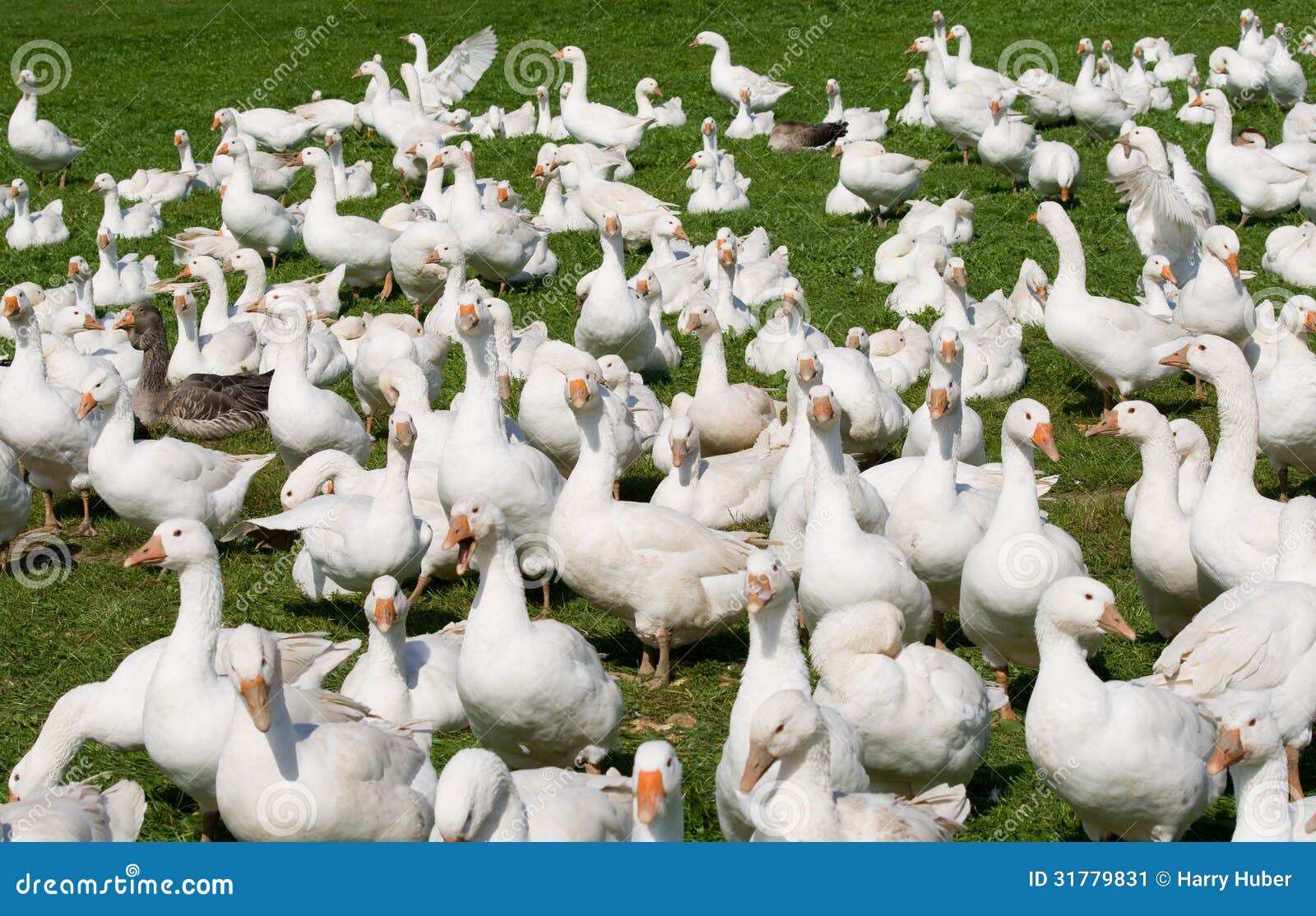 Free range geese stock image. Image of feeding, green - 31779831