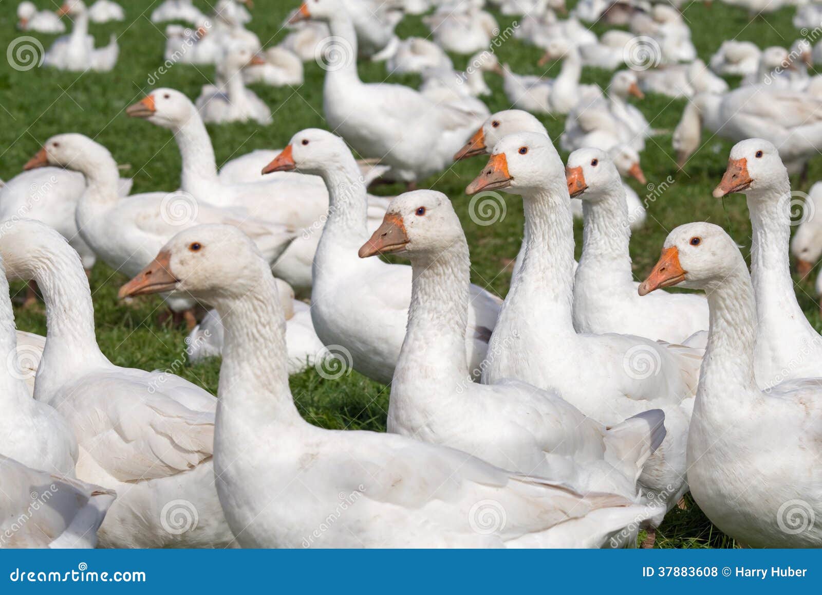 Free range geese stock photo. Image of march, meadow - 37883608