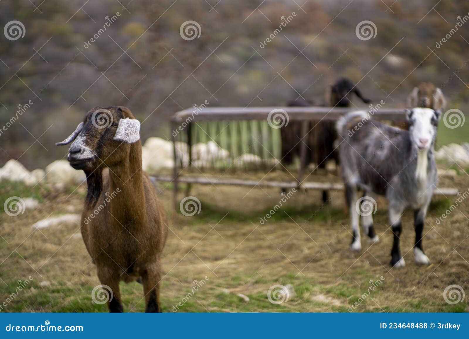 Free Range Goats with a Feeding Container in the Back Stock Photo ...