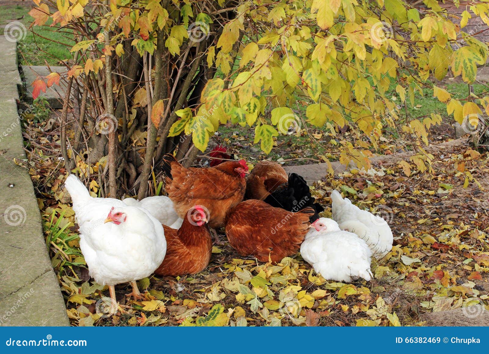 Free range happy chickens stock image. Image of chickens - 66382469