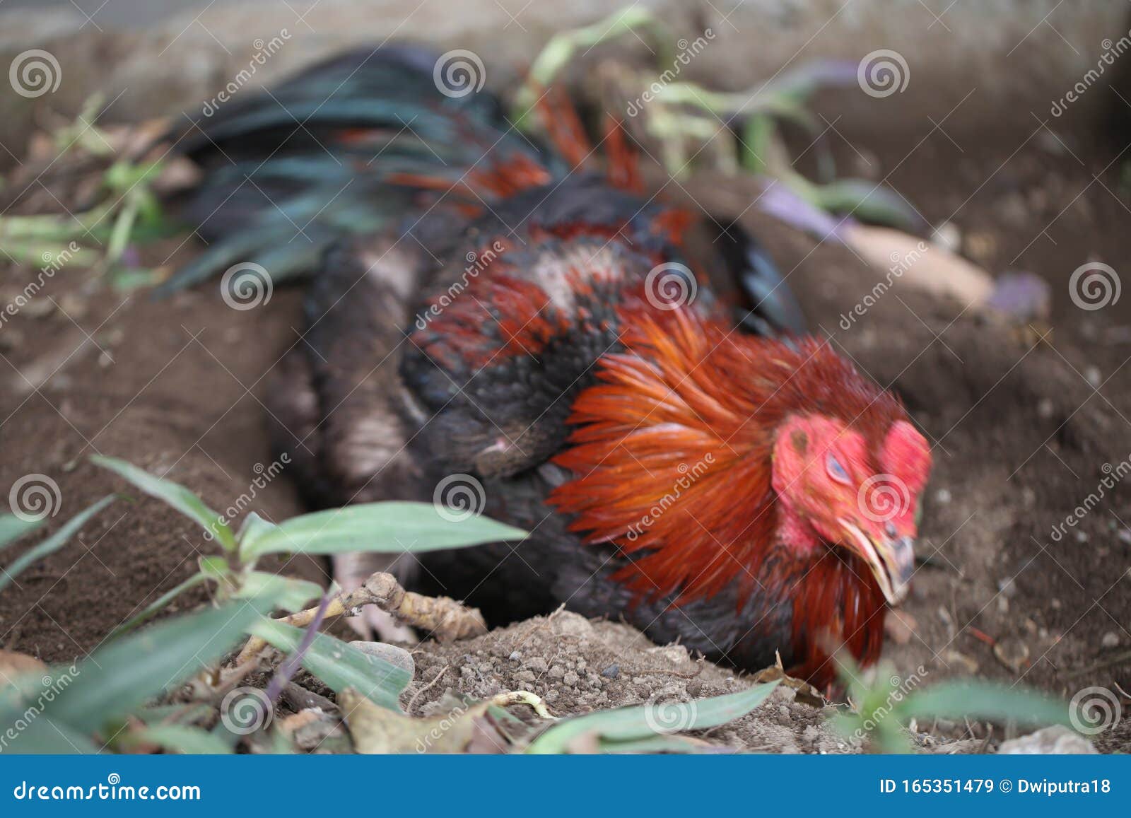 Free Range Hen Digging and Scratching Stock Image - Image of ground ...