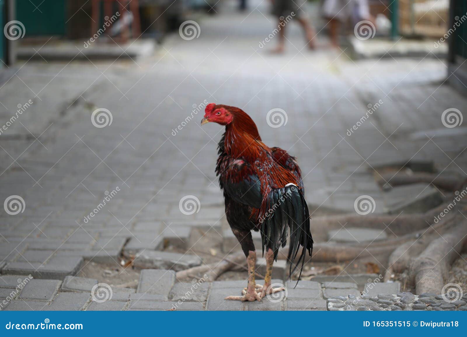 Free Range Hen Digging and Scratching Stock Image - Image of feather ...