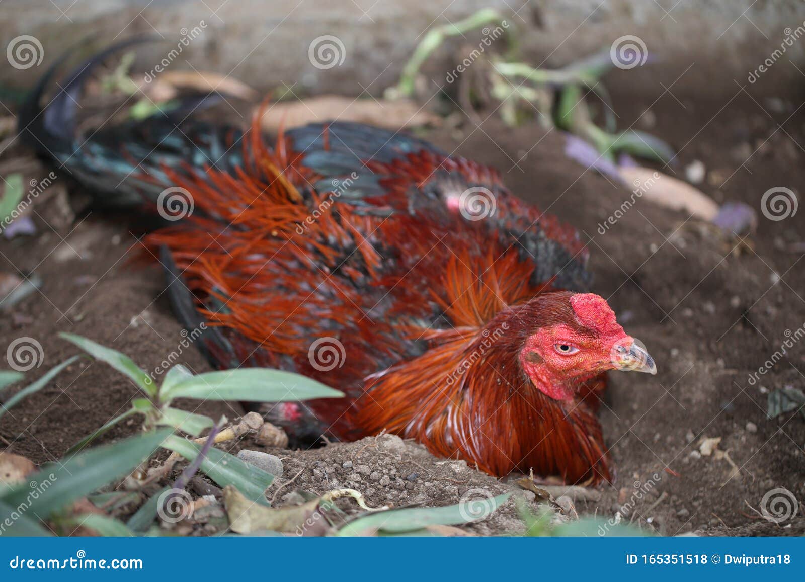 Free Range Hen Digging and Scratching Stock Photo - Image of natural ...