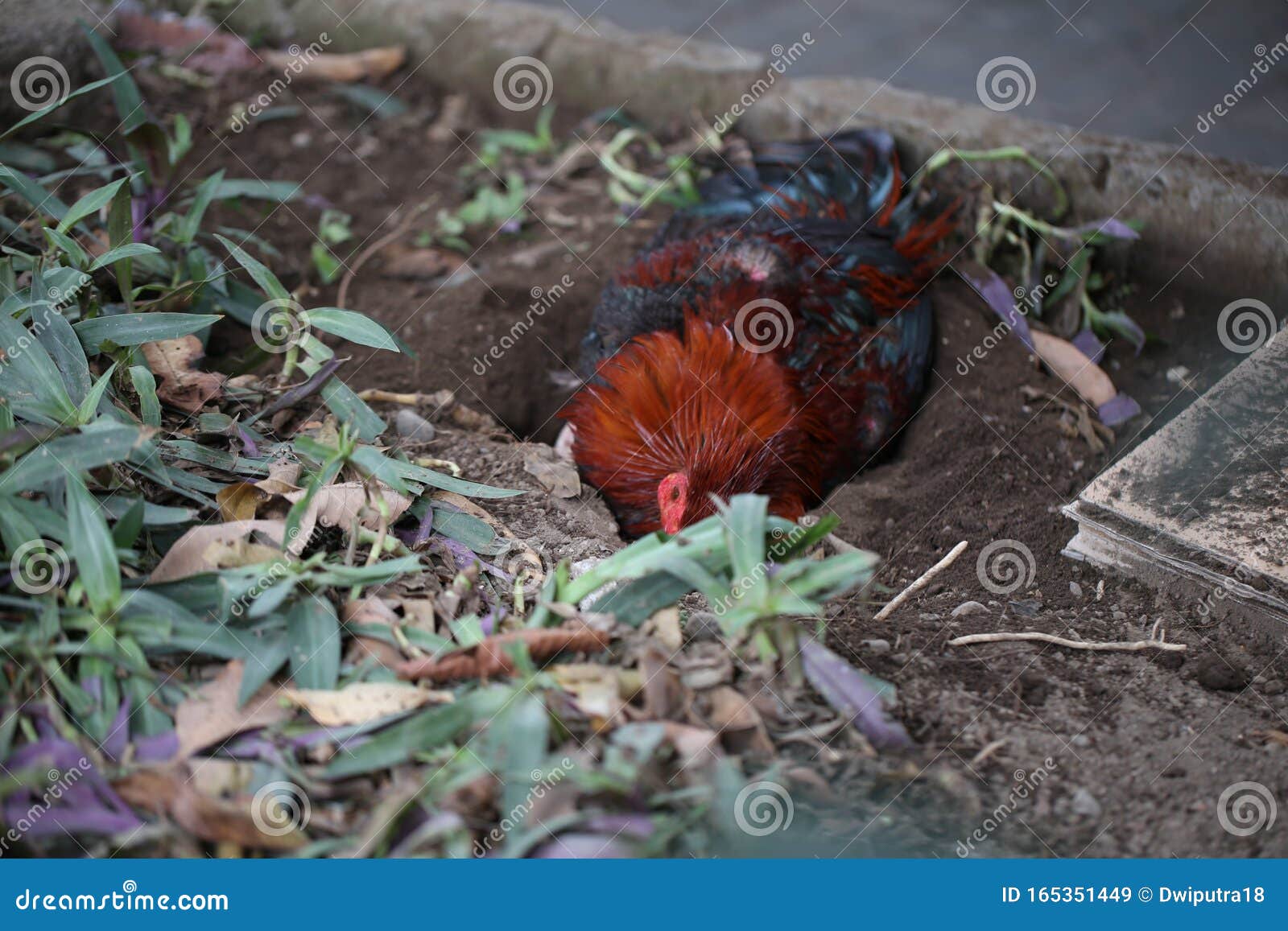 Free Range Hen Digging and Scratching Stock Image - Image of natural ...