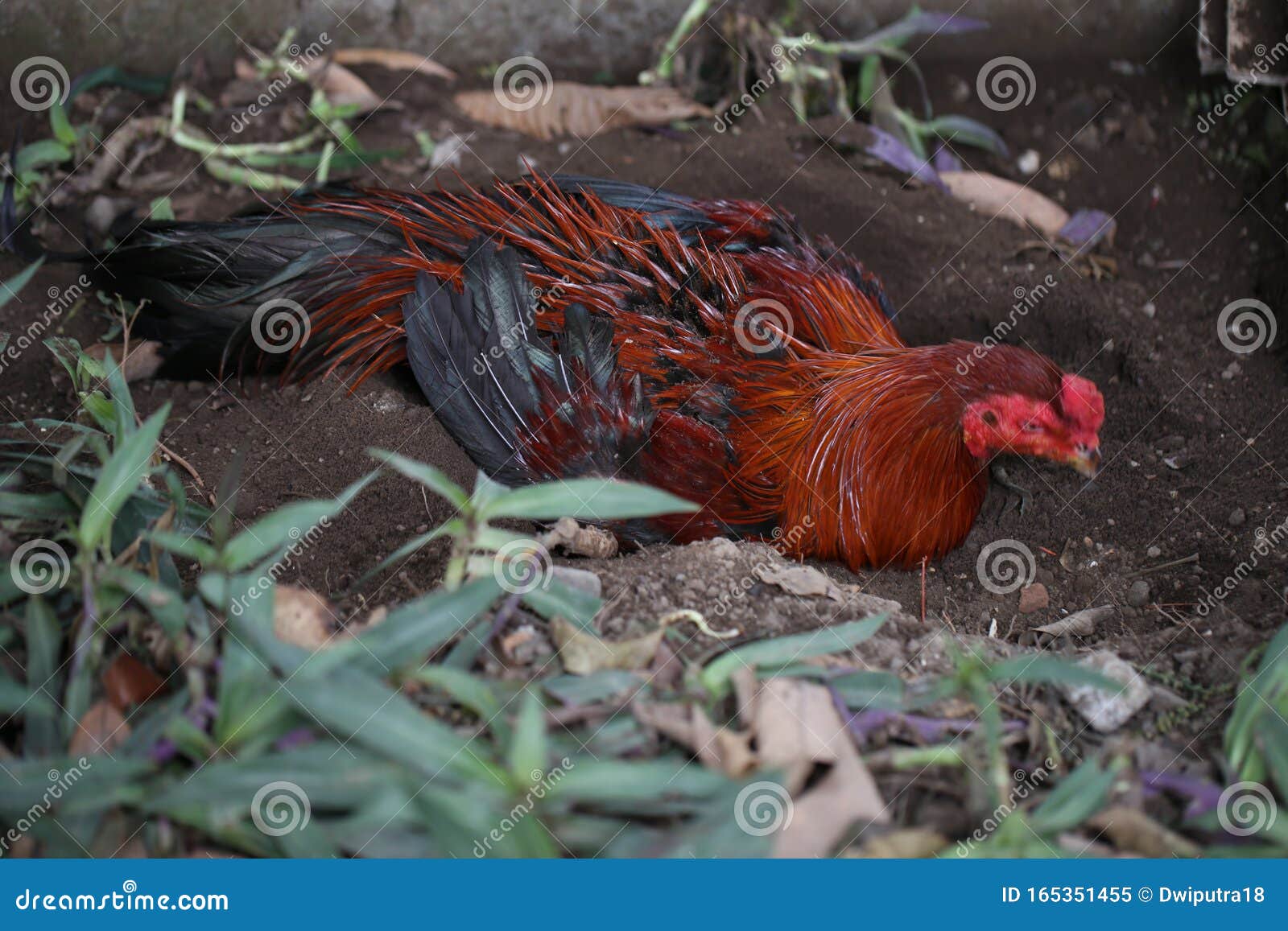 Free Range Hen Digging and Scratching Stock Image - Image of farm, beak ...