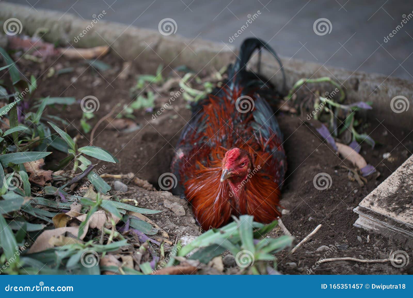 Free Range Hen Digging and Scratching Stock Image - Image of field ...