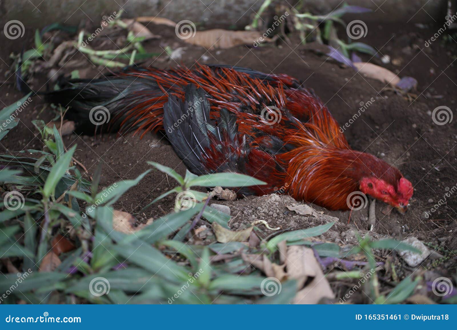 Free Range Hen Digging and Scratching Stock Image - Image of natural ...