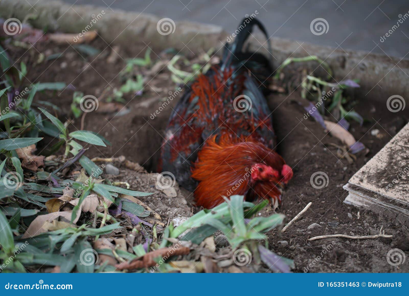 Free Range Hen Digging and Scratching Stock Image - Image of outdoor ...