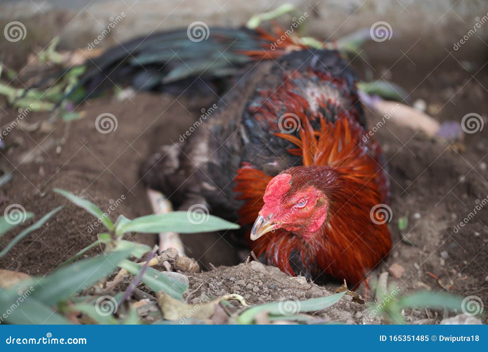 Free Range Hen Digging and Scratching Stock Image - Image of natural ...