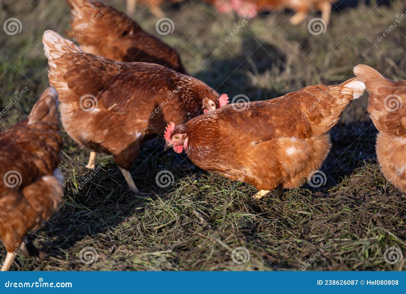 Free Range Hen in Early Spring on Meadow in the Evening Sun. Hens ...