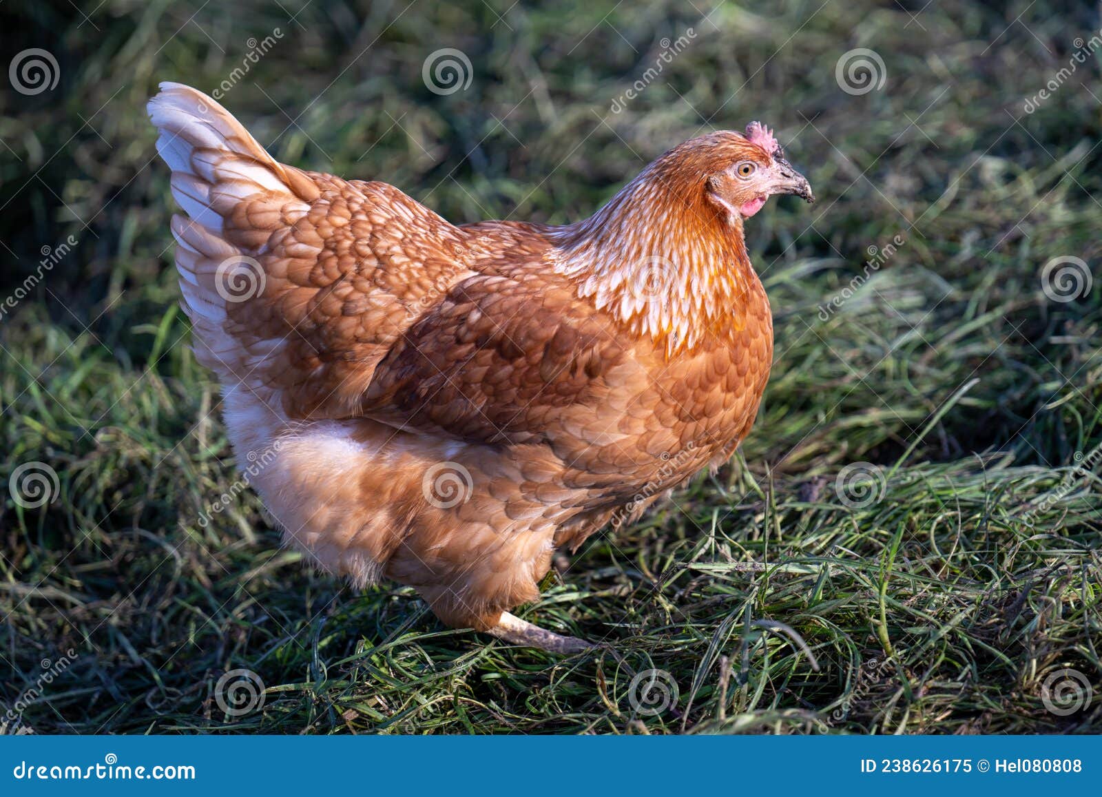 Free Range Hen in Early Spring on Meadow in the Evening Sun. Stock ...