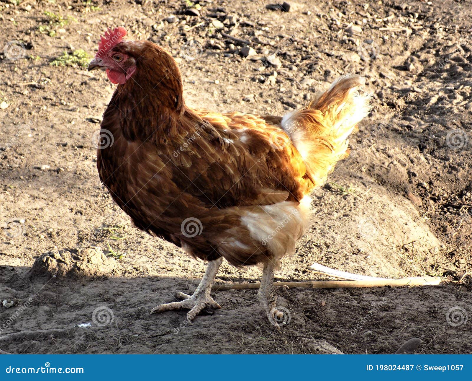 Free-Range Hen in Northumberland, England Stock Image - Image of ...