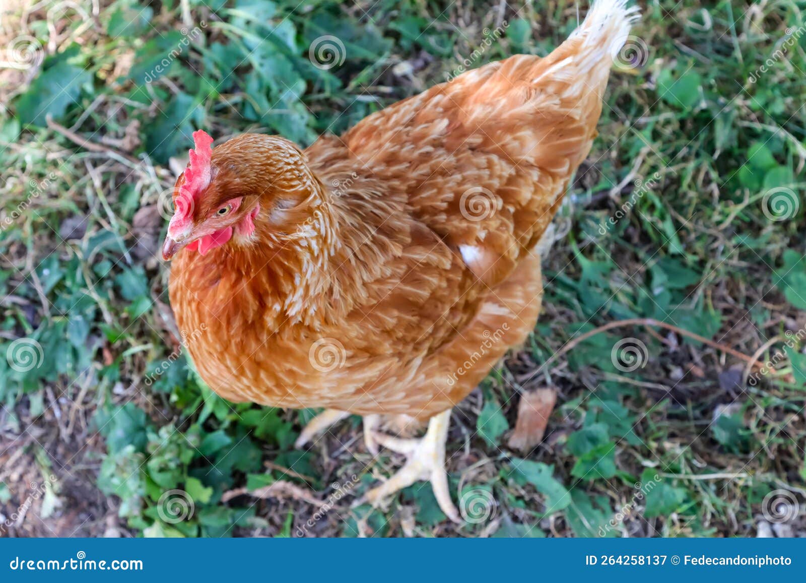 Free Range Hen Top View in a Chicken Coop Stock Image - Image of ...