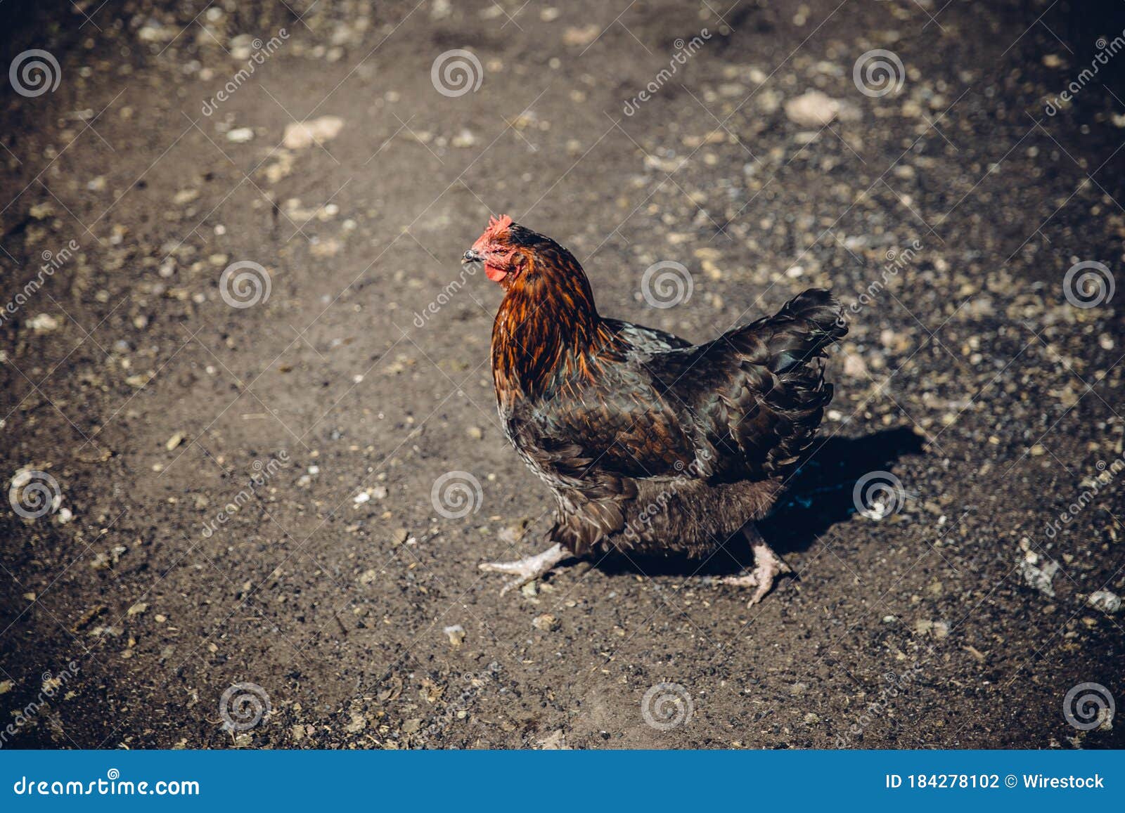 Free Range Hen Walking Around a Farm Stock Photo - Image of fresh ...