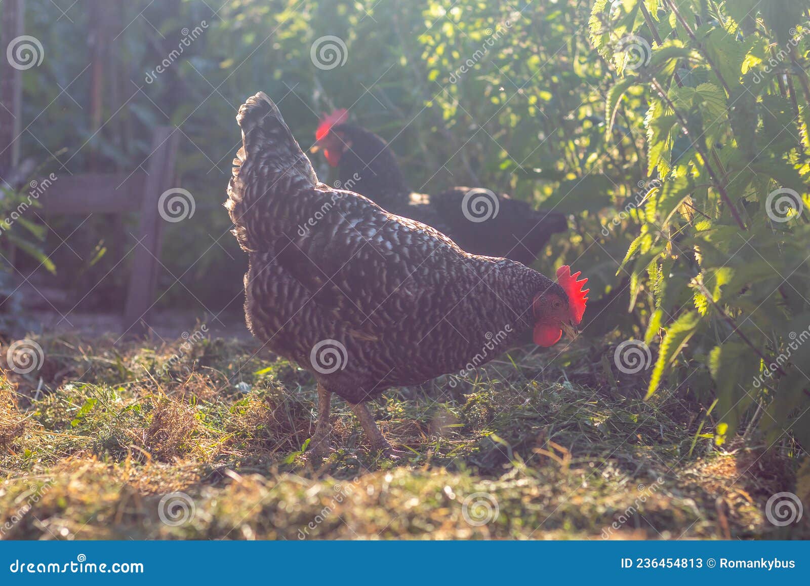 Free Range Hens - Blue and Gray-colored Hen in Garden Stock Image ...