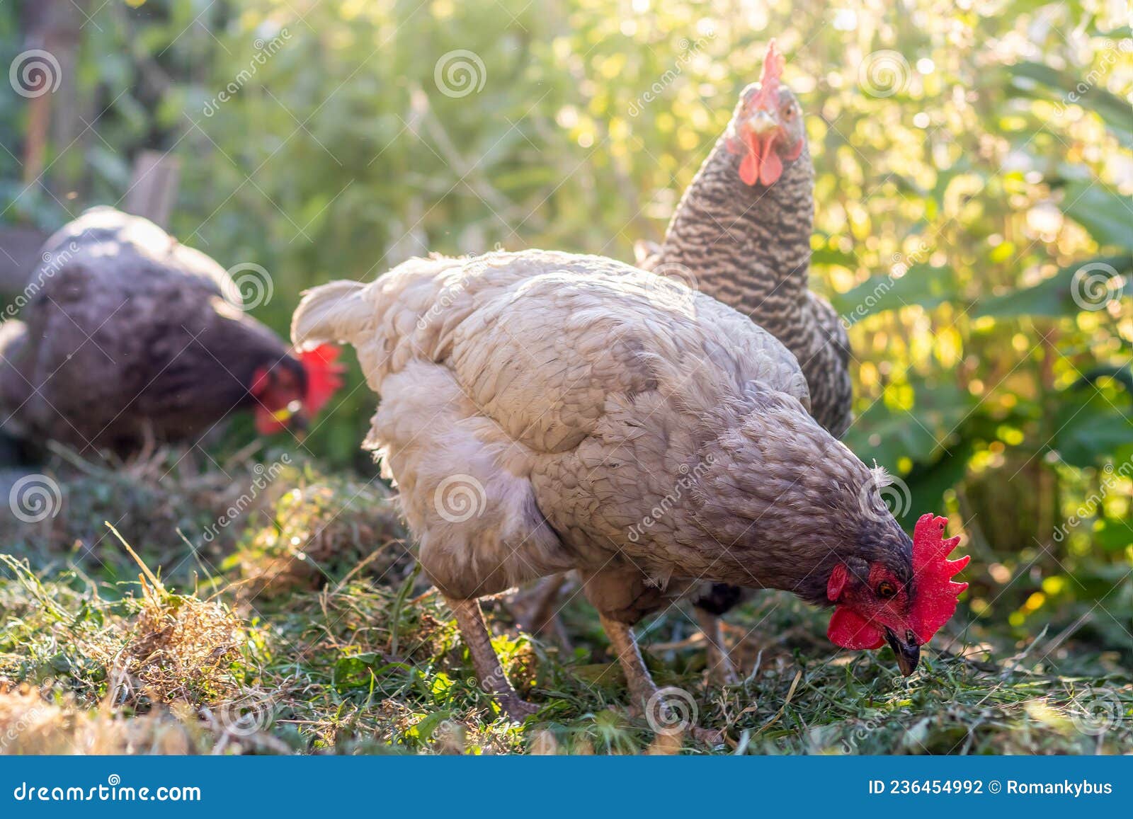 Free Range Hens - Blue and Gray-colored Hen in Garden Stock Photo ...