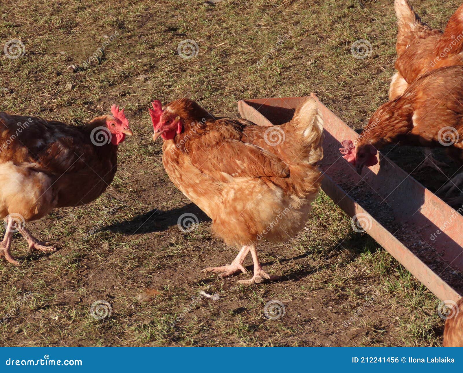 Free range hens stock photo. Image of curious, agriculture - 212241456