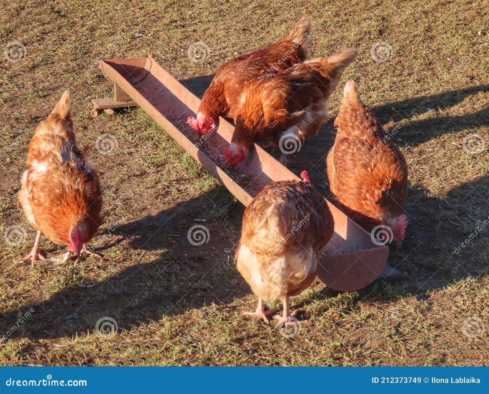Free range hens stock image. Image of feeding, curious - 212373749