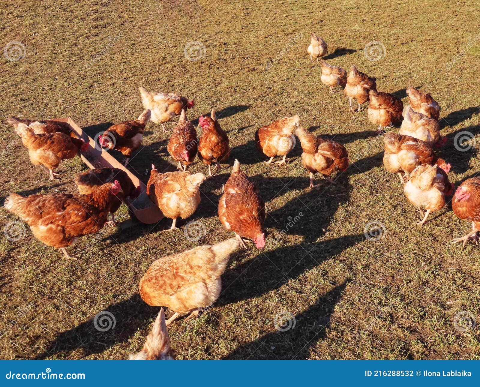 Free range hens stock photo. Image of homestead, outdoors - 216288532