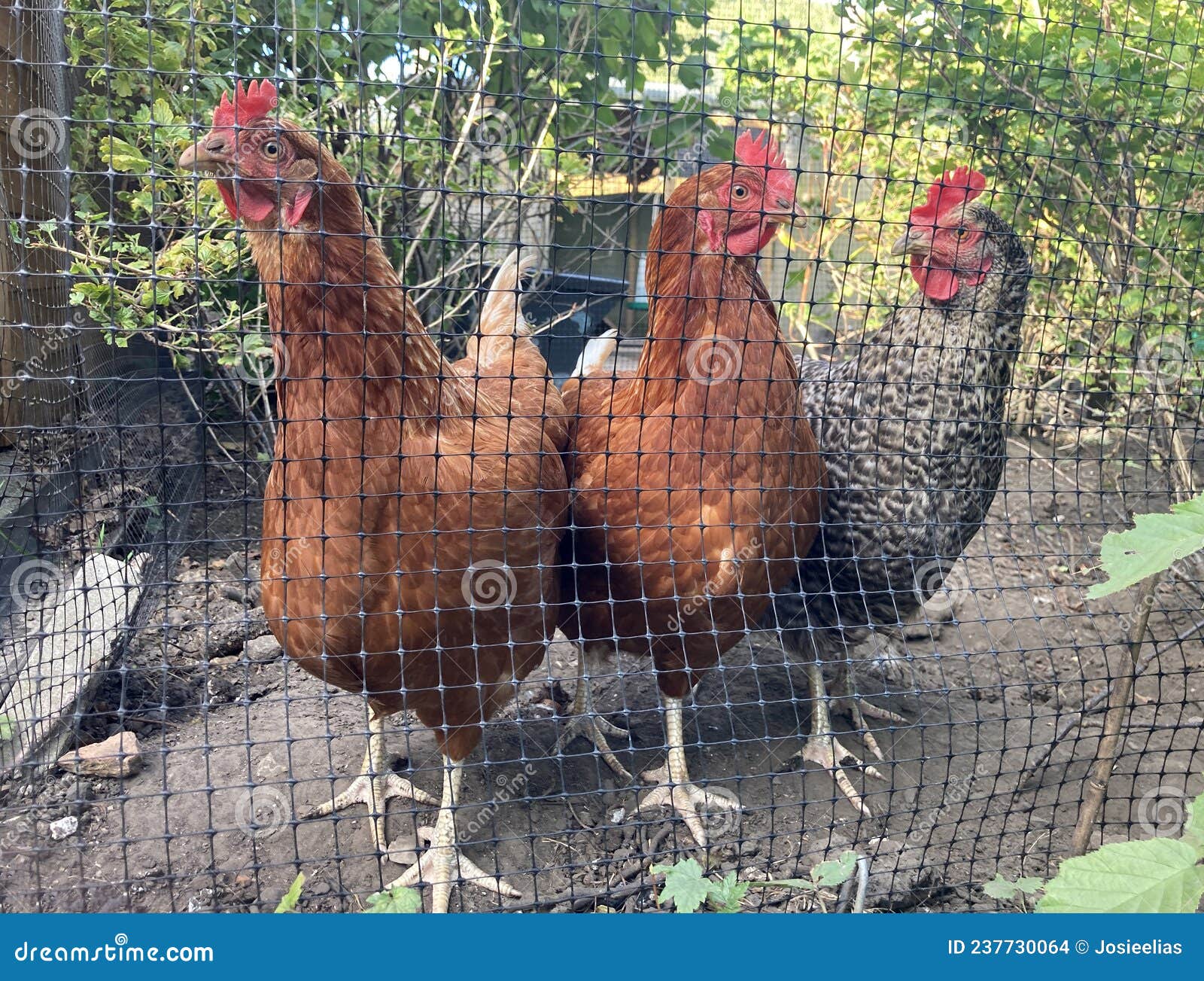 Free Range Hens, Looking at Camera Stock Photo - Image of looking ...