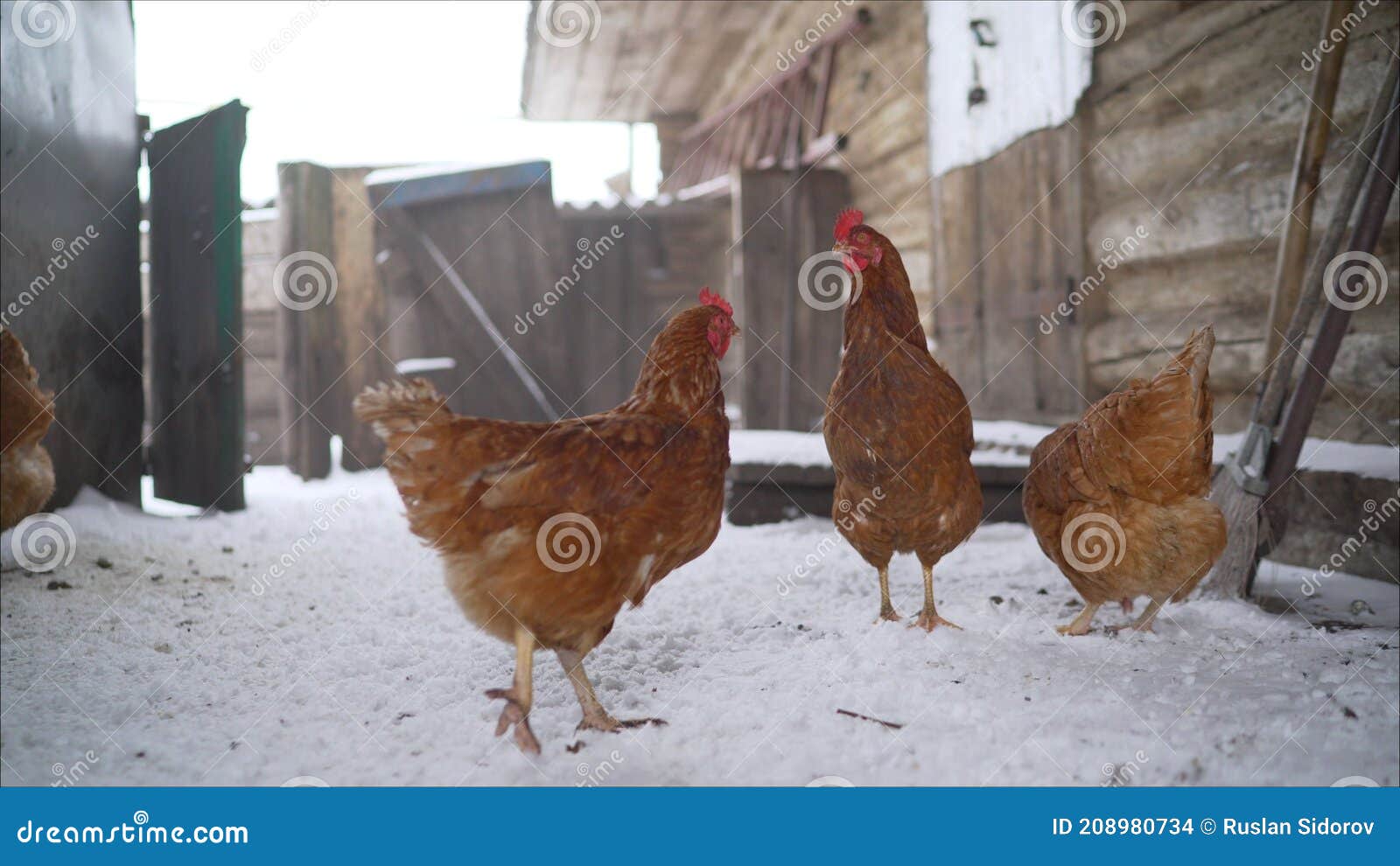 Free Range Hens Feeding in Winter Snow. Chickens in the Winter on the ...