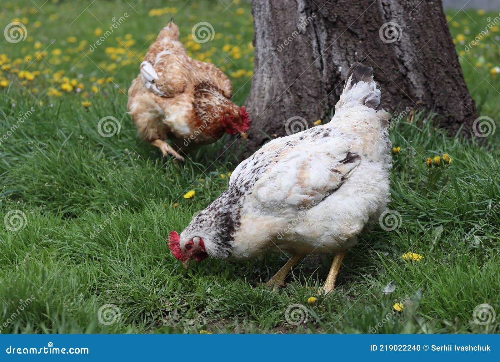 Free-range Hens in the Field. Stock Photo - Image of hens, brown: 219022240