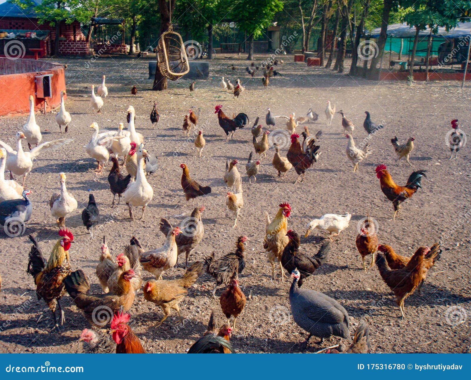 Free-Range Hens in a Field stock photo. Image of movement - 175316780