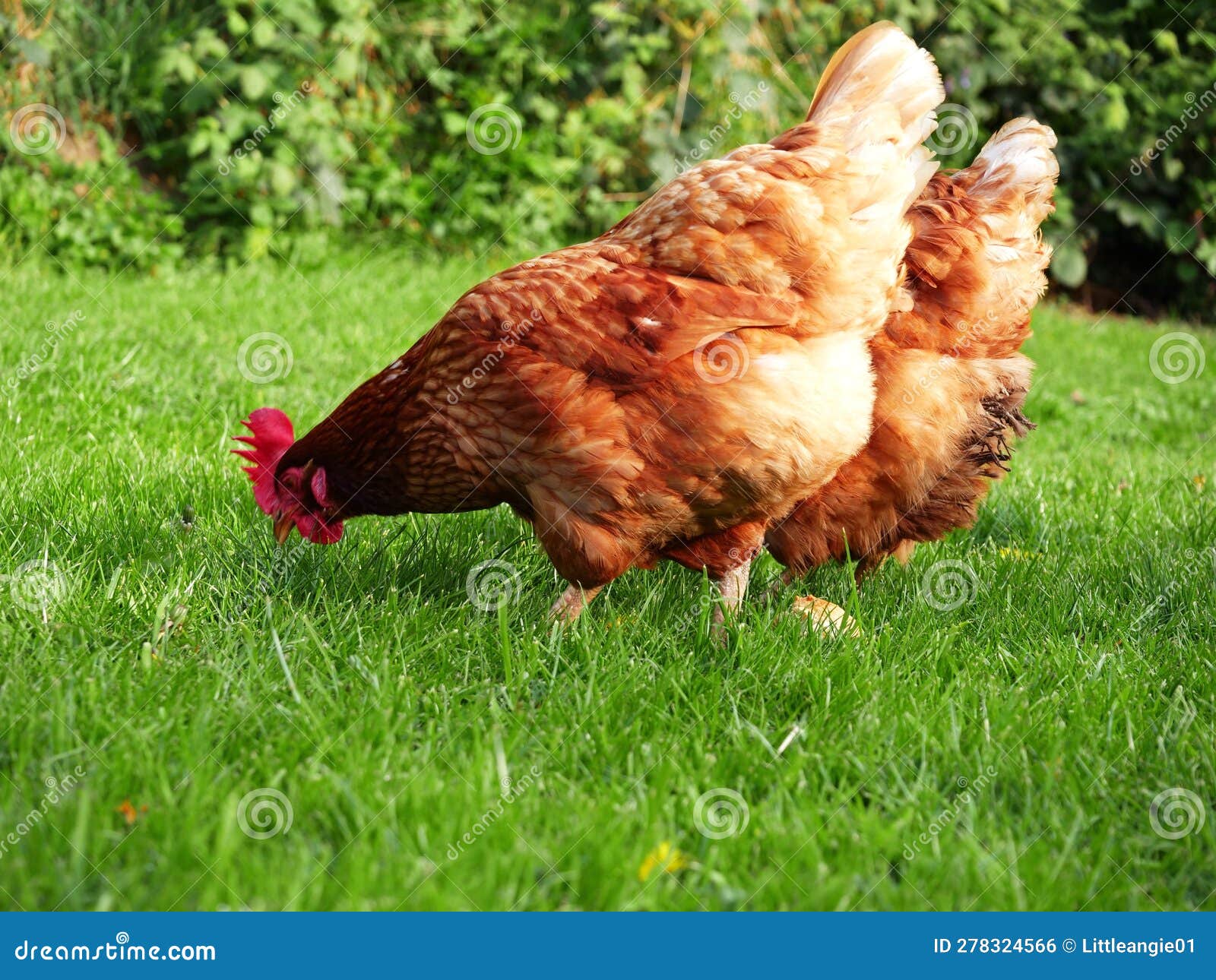 Free Range Hens Pecking for Food in Field of Grass Medium Shot Stock ...