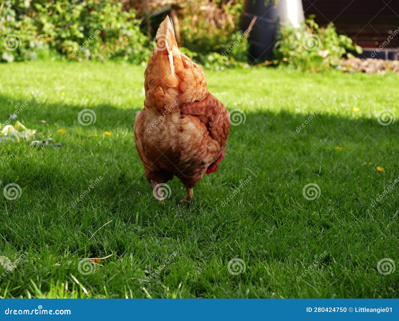 Free Range Hens Pecking for Food in Field of Grass Medium Shot Stock ...
